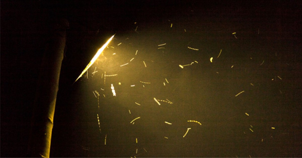 Illuminating the role of light in disease risk - Research and Conservation