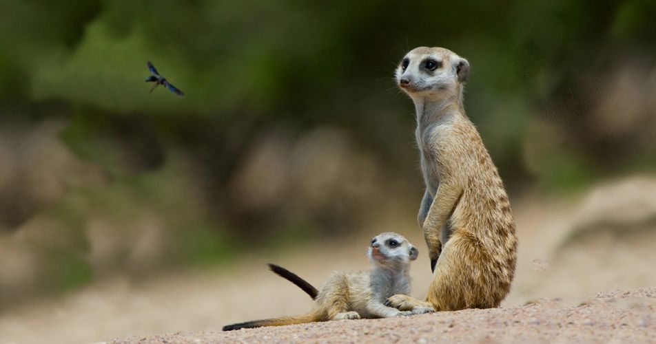 OGRC - Research and Conservation