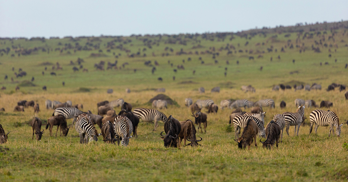 Carbon revenue can boost wildlife economies and restore ecosystems