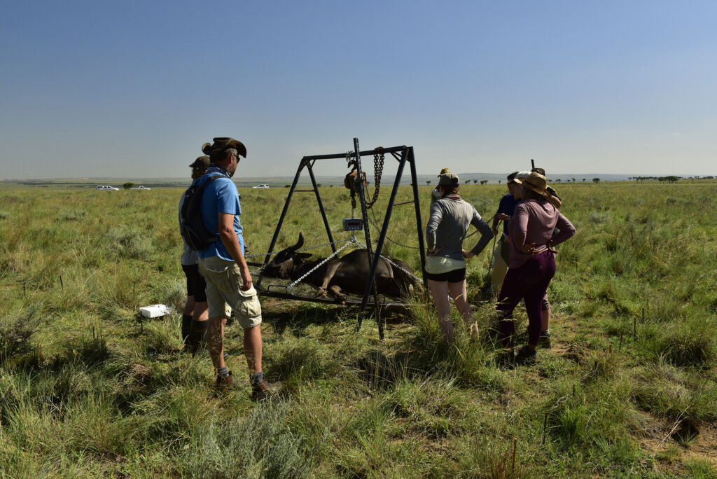South African scientists track what killed our ancestors