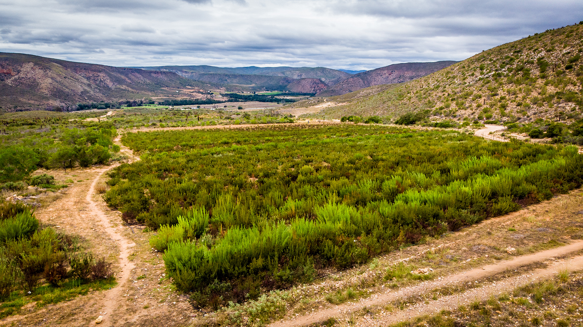 Honeybush tea from the Langkloof: a sweet deal all round