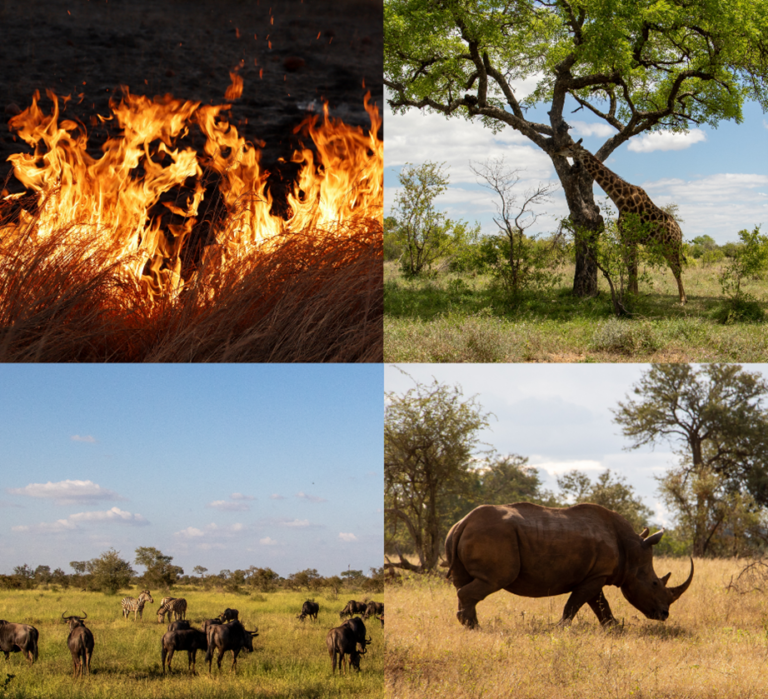 Just cut fossil fuels and leave our grasslands alone!