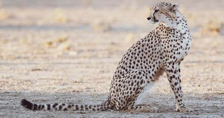 Desert days: How cheetah (and hyena) man Mills knocked the spots off ...