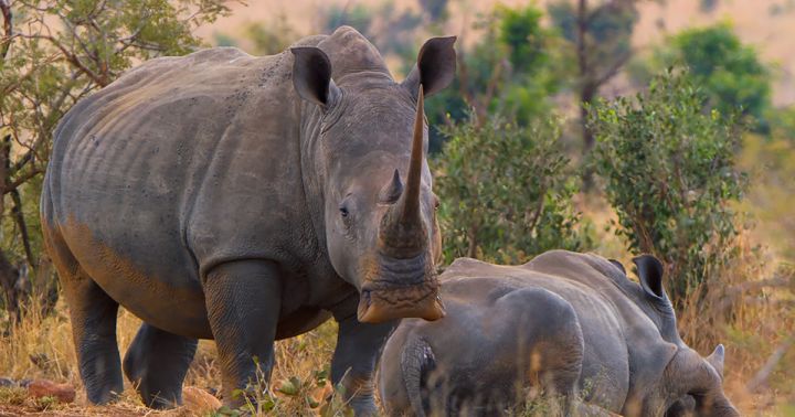 Keen to save rhinos? Focus on their rear ends – not their horns – says ...