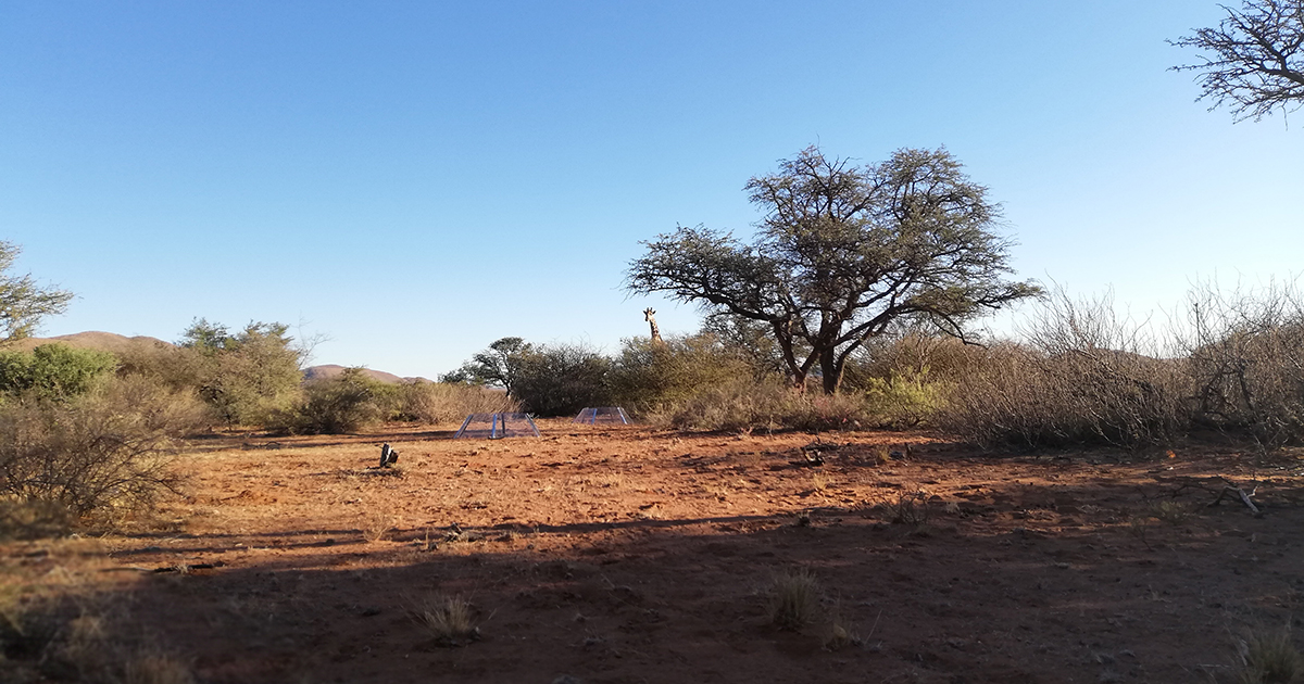 Global warming puts the heat on dryland bugs