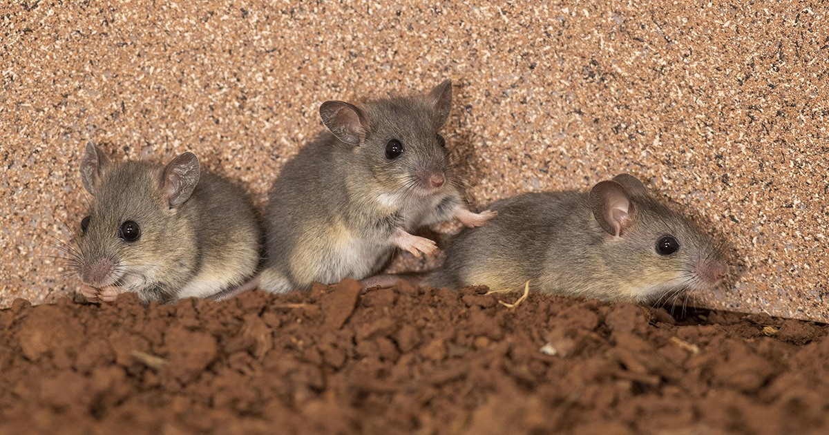 I heard the mouse call my name Making Sound Waves on Telperion Nature ...