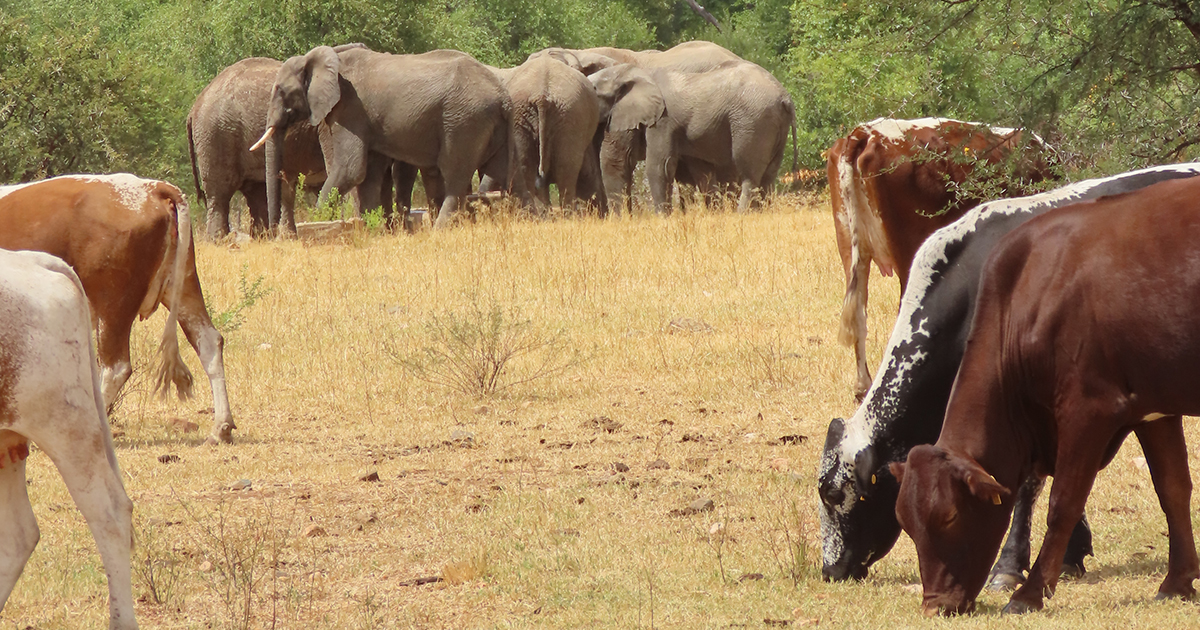 Africa now emits as much carbon as it stores: landmark new study