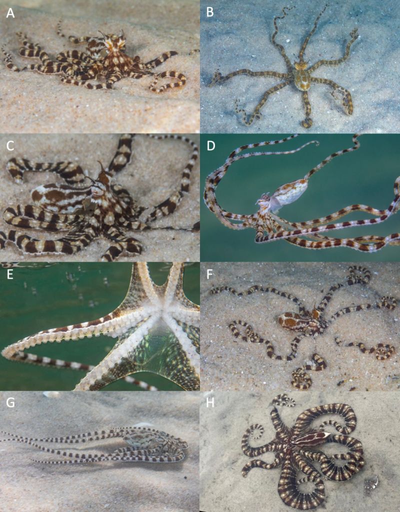 Elusive mimic octopus spotted in Mozambique's coastal waters