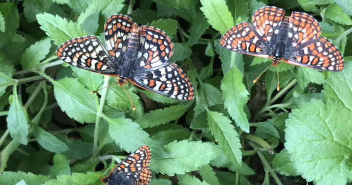 The unlikely, heroic story of how Edith is overcoming her world being trashed by humans