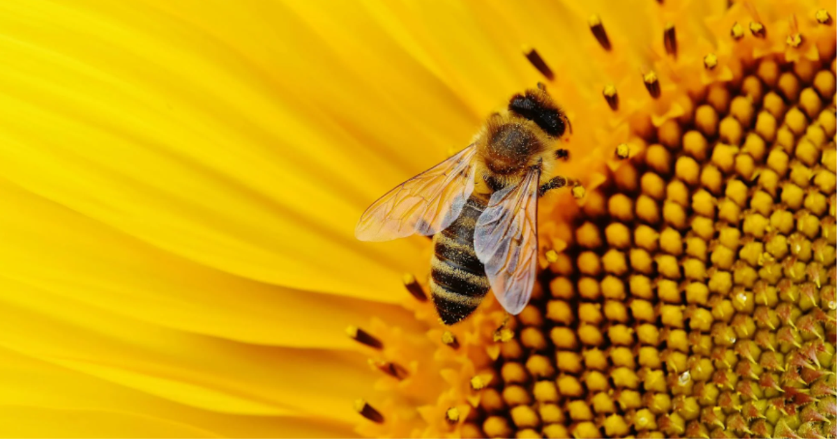 Cracking nature’s code: African researchers reveal hidden ecosystems